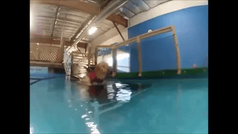 Swim Swimming GIF - Find & Share on GIPHY