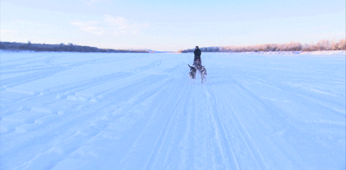 Dog Sledding GIFs - Get the best GIF on GIPHY