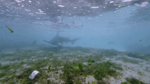 GIF by Shark Week - Find & Share on GIPHY