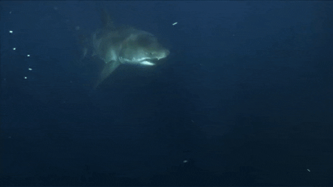 Whatever Swimming GIF by Shark Week - Find & Share on GIPHY
