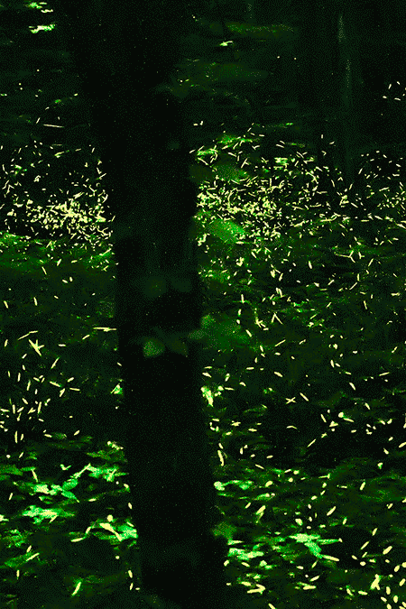 Fireflies GIF - Find & Share on GIPHY