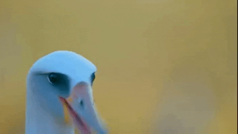 Bird Talking GIF by PBS - Find & Share on GIPHY