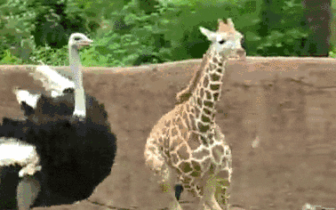 Giraffe GIF - Find & Share on GIPHY
