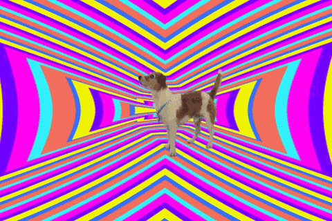 Bobby GIF by TGV INOUI - Find & Share on GIPHY