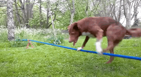 Tightrope GIF - Find & Share on GIPHY