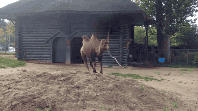 Camel GIF - Find & Share on GIPHY