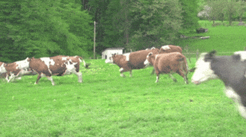Joy Farm GIF - Find & Share on GIPHY