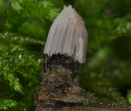 Unseen Physiology – Annals of the Unseen