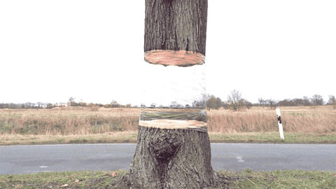 Tree GIF - Find & Share on GIPHY