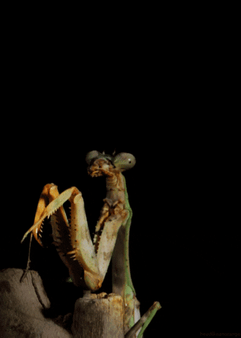 Mantis GIF - Find & Share on GIPHY