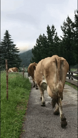 Milk Cow GIF by holimites - Find & Share on GIPHY