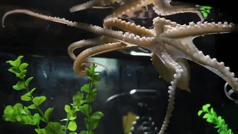 Camouflage Octopus Gif