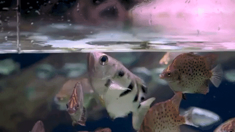 Archerfish GIFs - Find & Share on GIPHY