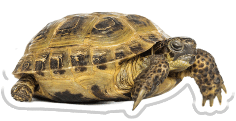 Turtle Tortoise Sticker by Pets Add Life for iOS & Android | GIPHY