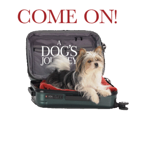 Come On Dog Sticker by A Dog's Journey for iOS & Android | GIPHY