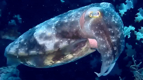 Marine Life Fish GIF by Oceana - Find & Share on GIPHY