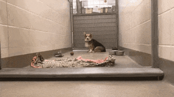 Cat Adopt GIF by Nebraska Humane Society - Find & Share on GIPHY