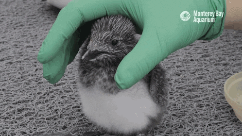 Baby Bird GIF by Monterey Bay Aquarium - Find & Share on GIPHY