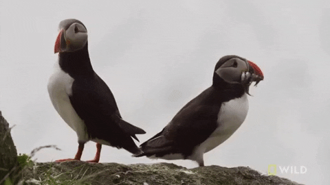 Puffins GIF by Nat Geo Wild - Find & Share on GIPHY