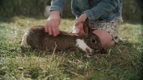 Petting Zoo GIFs - Find & Share on GIPHY
