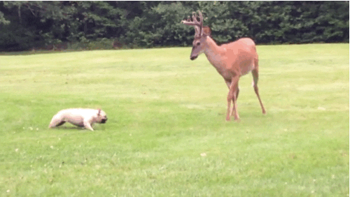 Week 8 gifs - MWC Sports Forum - MWC Message Board