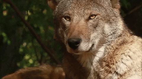 Endangered Species GIFs - Get the best GIF on GIPHY