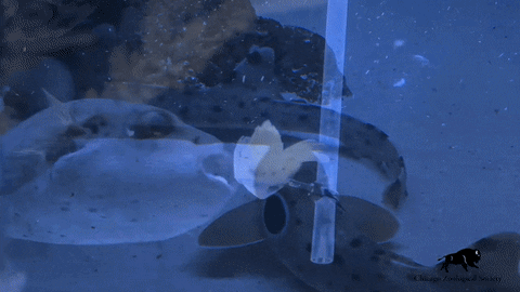 Hungry Weird Fish GIF by Brookfield Zoo - Find & Share on GIPHY