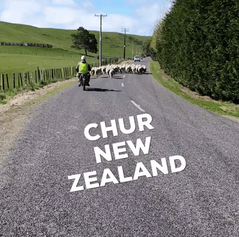 New Zealand Culture GIF by Jub - Find & Share on GIPHY