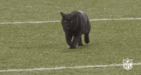 Nfl Season 2019 Cat GIF by NFL - Find & Share on GIPHY