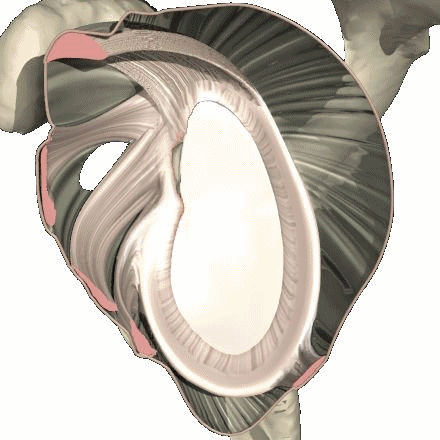 Joint GIFs - Find & Share on GIPHY