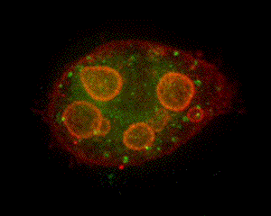 Cells GIF - Find & Share on GIPHY