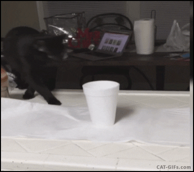 Clumsy GIFs - Find & Share on GIPHY