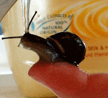 Pet Snail GIFs - Find & Share on GIPHY