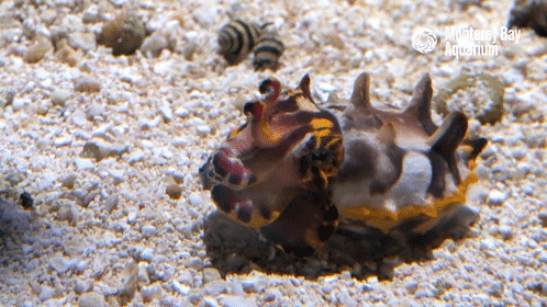 Flamboyant Cuttlefish GIF by Monterey Bay Aquarium - Find & Share on GIPHY