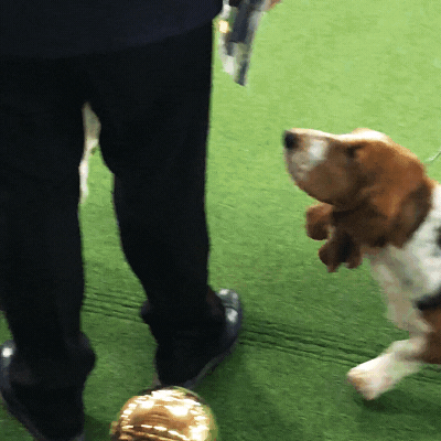 Basset Hound Dog GIF by Westminster Kennel Club - Find & Share on GIPHY