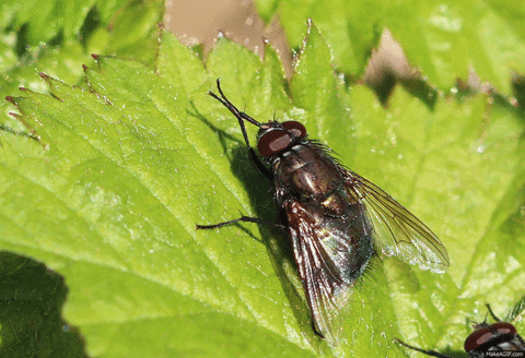 Fly GIF - Find & Share on GIPHY