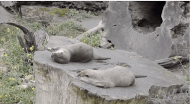 Roll GIF - Find & Share on GIPHY