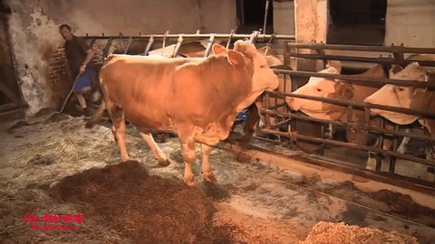 happycowgifs