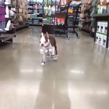 Feet Js GIF - Find & Share on GIPHY