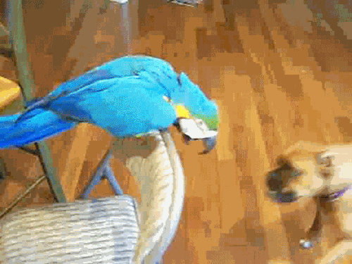 Dogs Birds GIF by Cheezburger - Find & Share on GIPHY