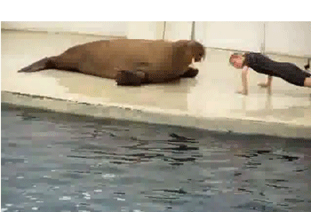 Animal GIF - Find & Share on GIPHY