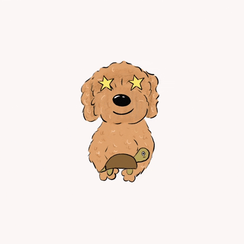 Toy Poodle Dog GIF - Find & Share on GIPHY