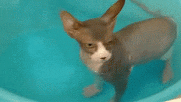 Sphynx Cat GIF - Find & Share on GIPHY