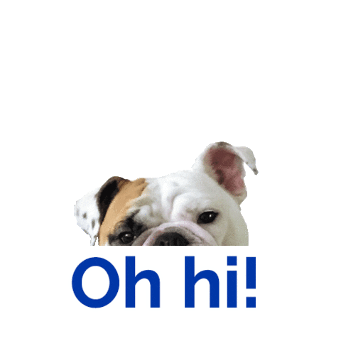 English Bulldog Hello Sticker for iOS & Android | GIPHY