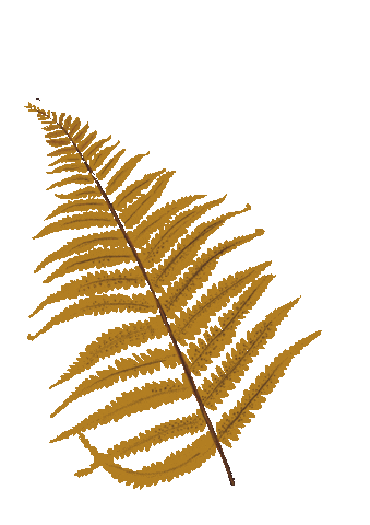 Fern Wildflower Sticker by MadgenFou for iOS & Android | GIPHY