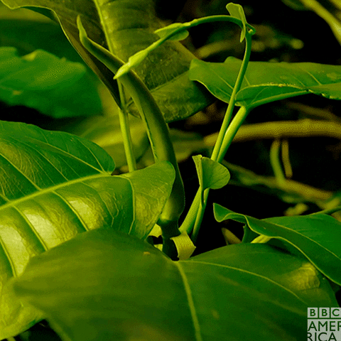 Vine GIFs - Find & Share on GIPHY