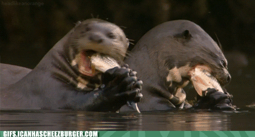 Otter GIF by Cheezburger - Find & Share on GIPHY