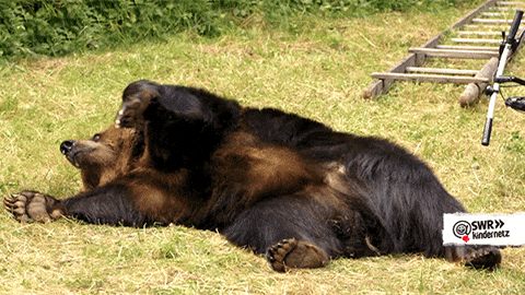 Baer GIFs - Get the best GIF on GIPHY