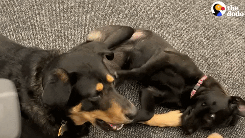 Dog GIF by The Dodo - Find & Share on GIPHY