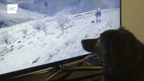 Dog Watching GIF by S4C - Find & Share on GIPHY